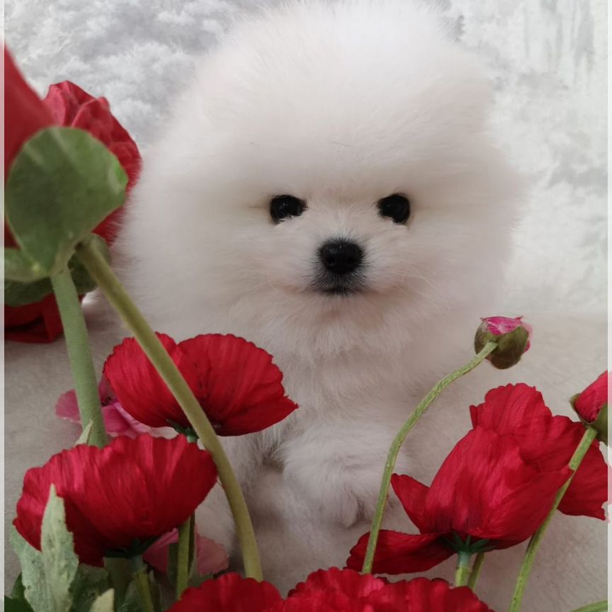 Померанский шпиц, щенок