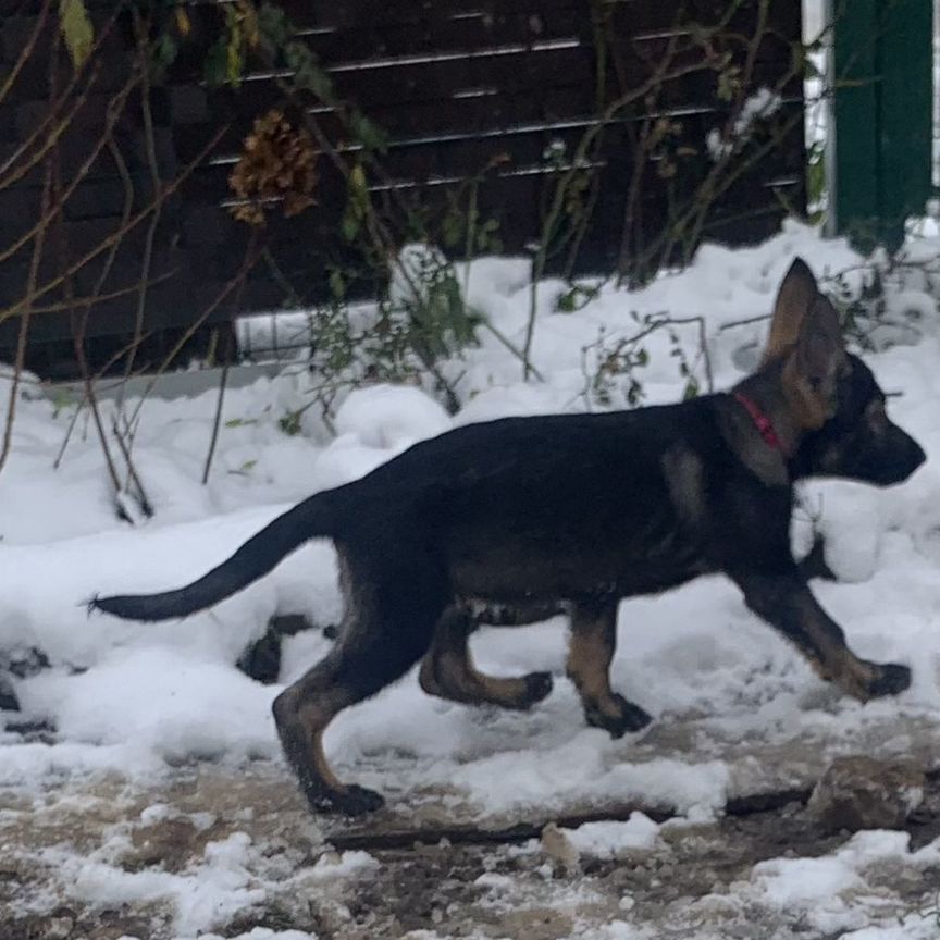 Немецкая овчарка, щенок