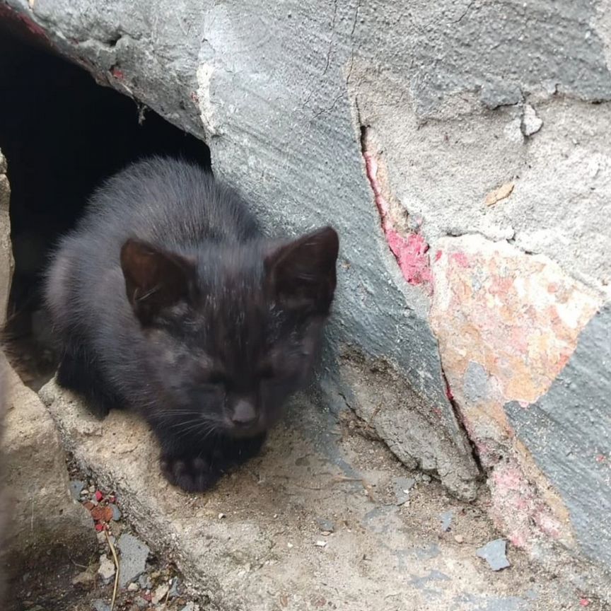 Кошка 4 месяца