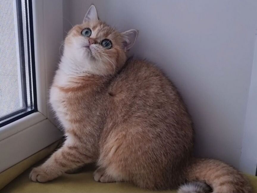 Золотая шиншилла девочка