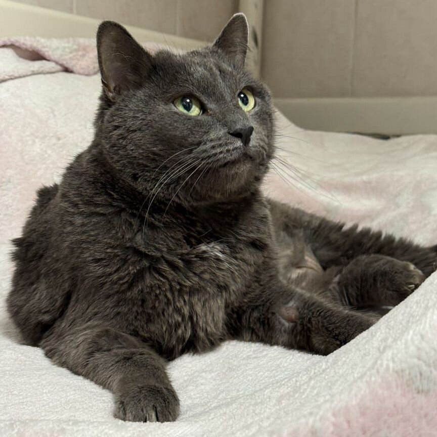 Взрослый кот в добрые руки