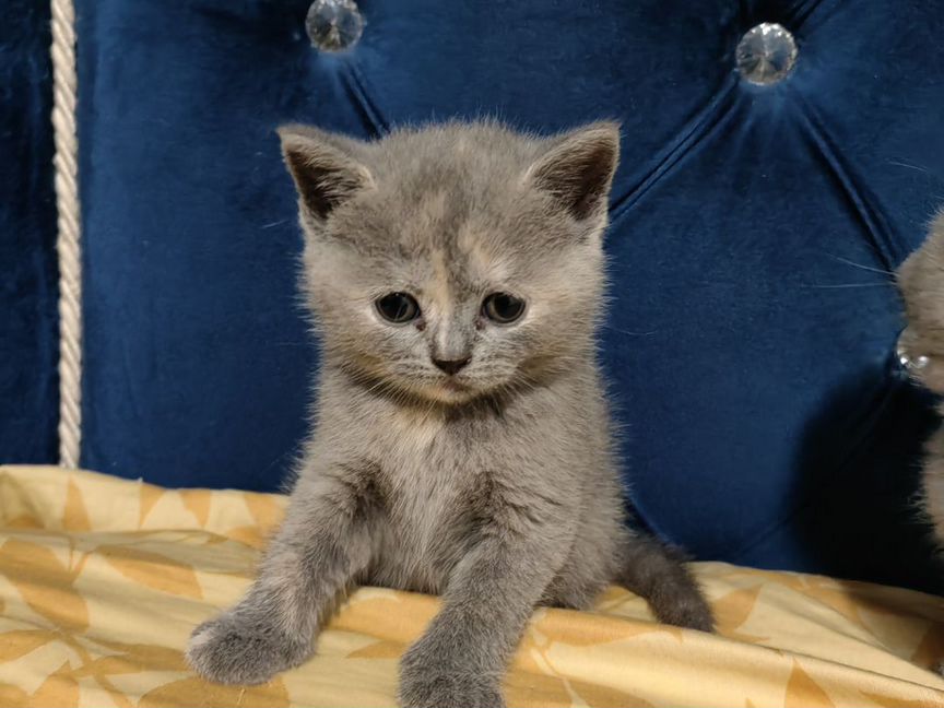 Шотландские вислоухие котята