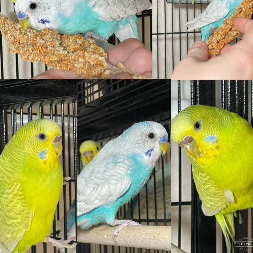 Волнистый попугай пара