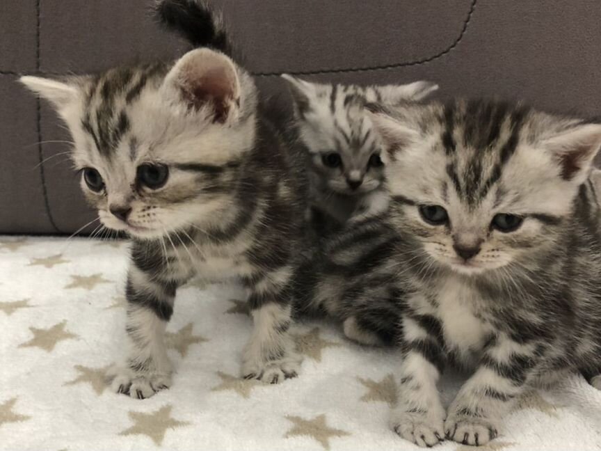 Британские котята