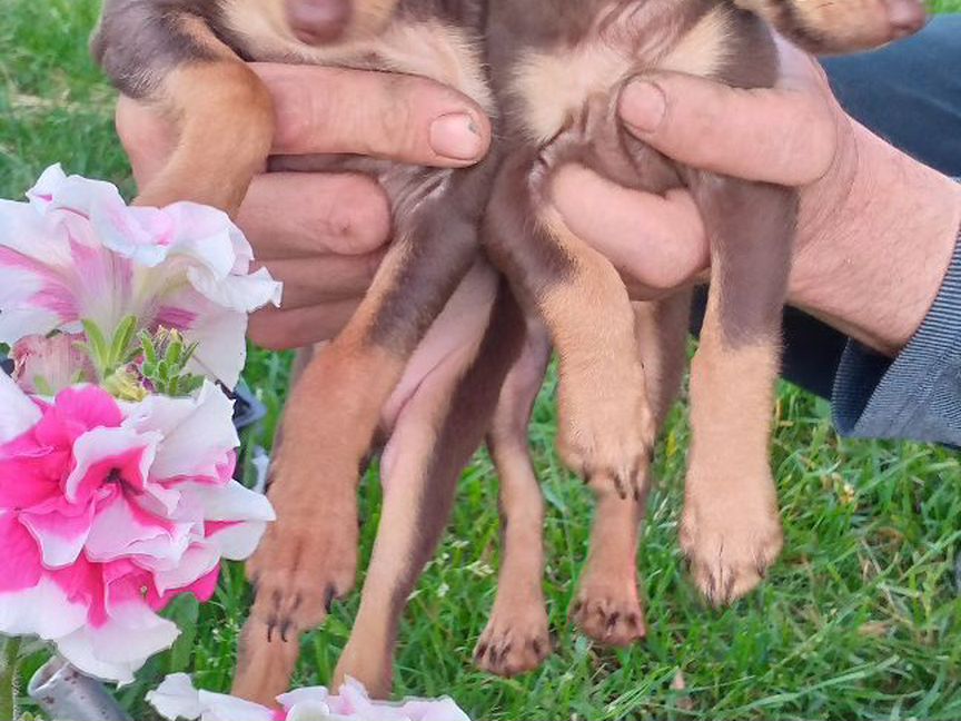 Той-терьер щенки