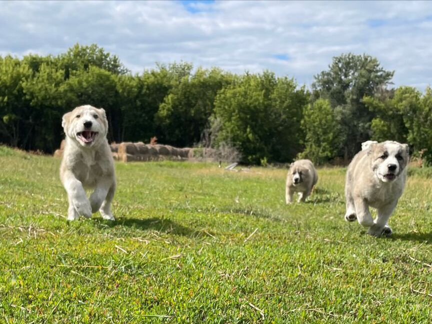 Щенки алабая