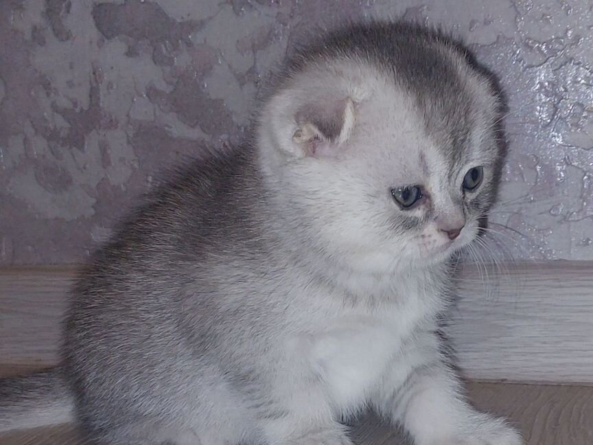 Шотландская