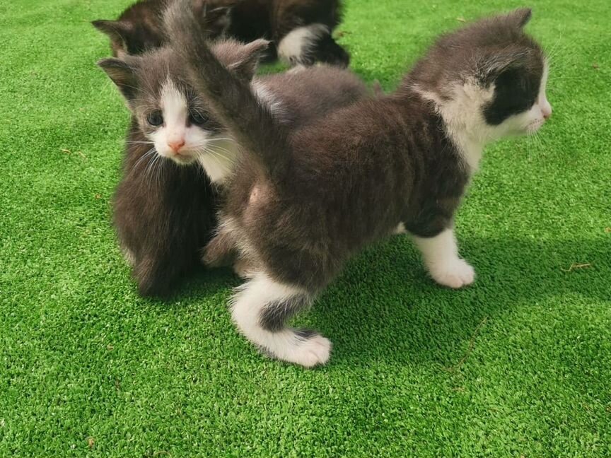 Котята отдам в добрые руки бесплатно