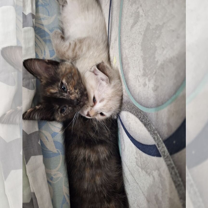 Азиатская табби котёнок