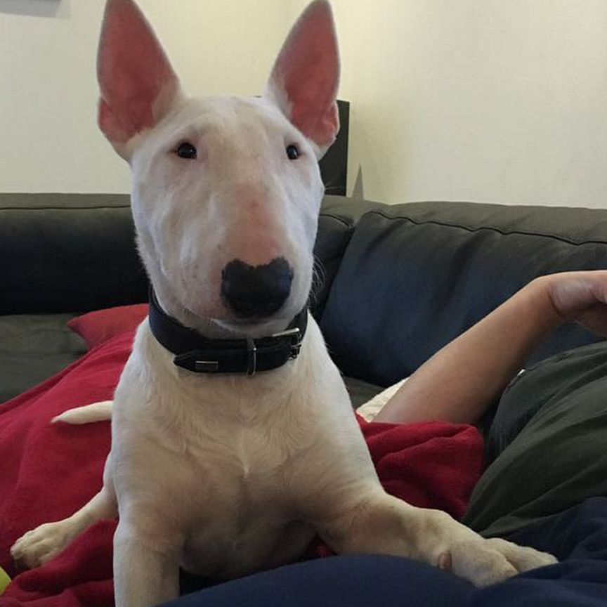 Щенок бультерьера белая