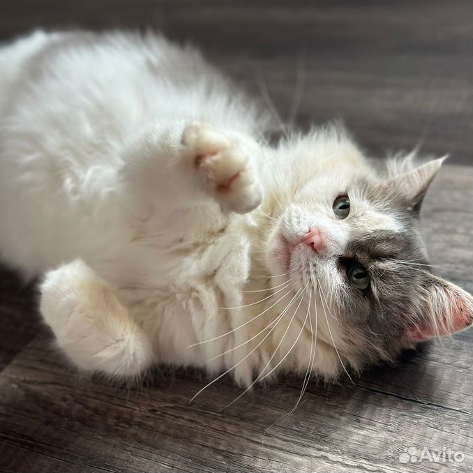 Кот Амур ищет дом
