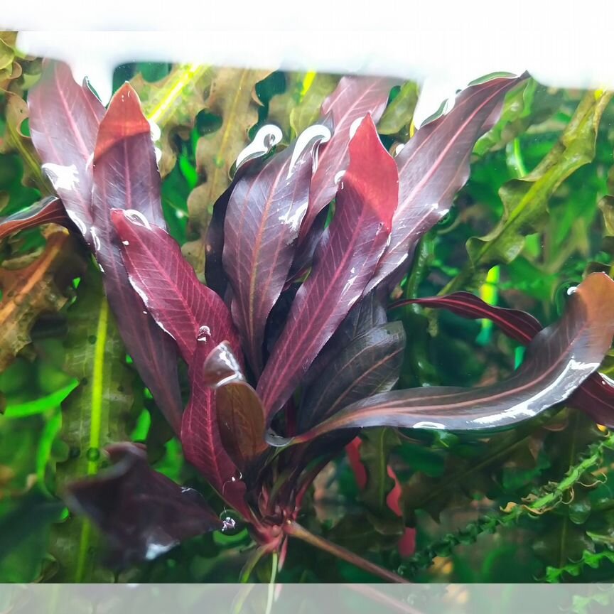 Эхинодорус селекции И.Филиппова