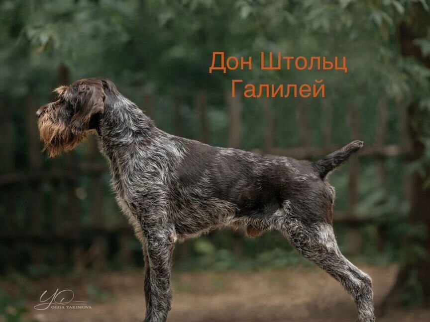 Вязка рабочий Дратхаар