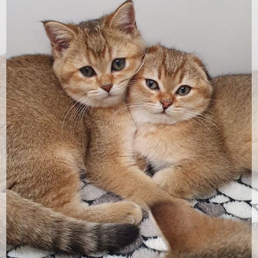 Шотландская золотая тикированная