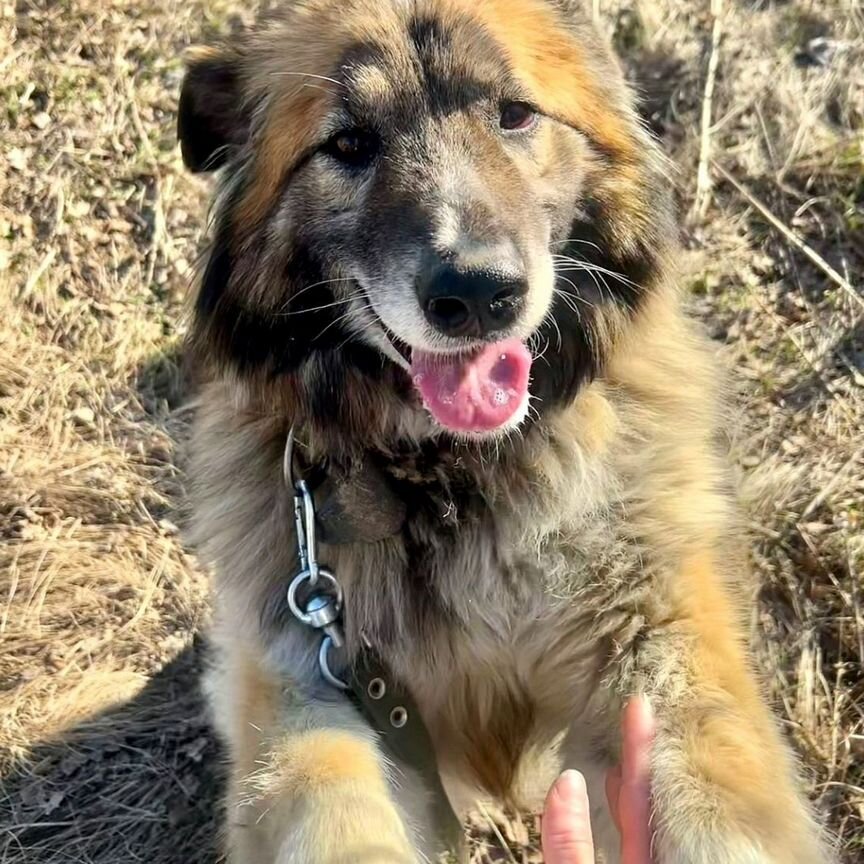 Взрослая собака в добрые руки