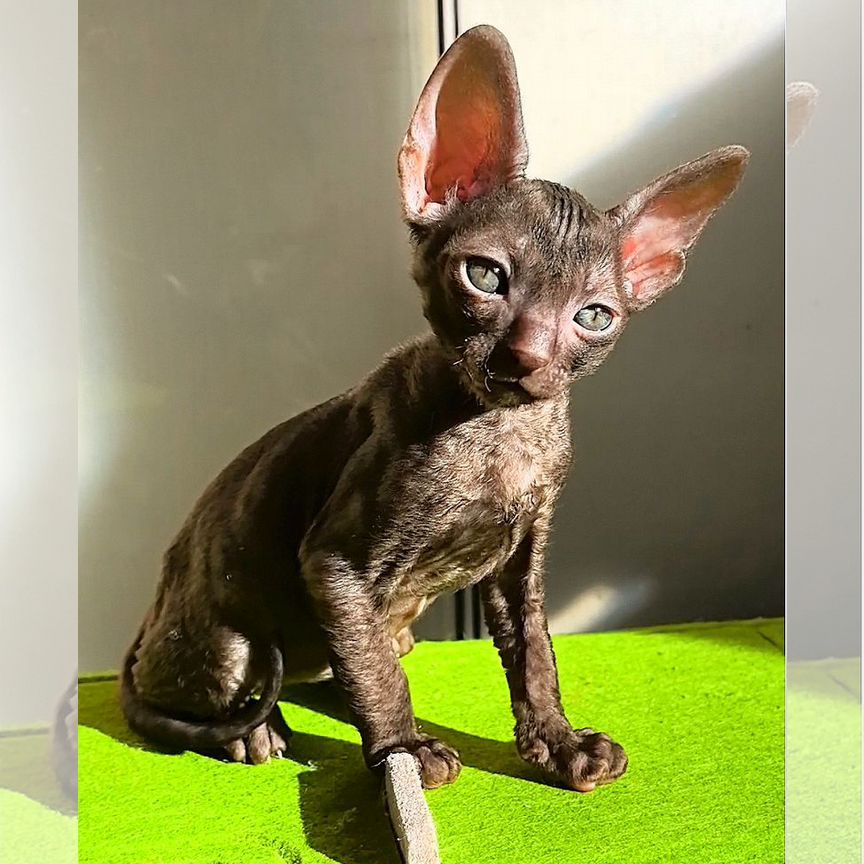 Корниш-рекс котёнок