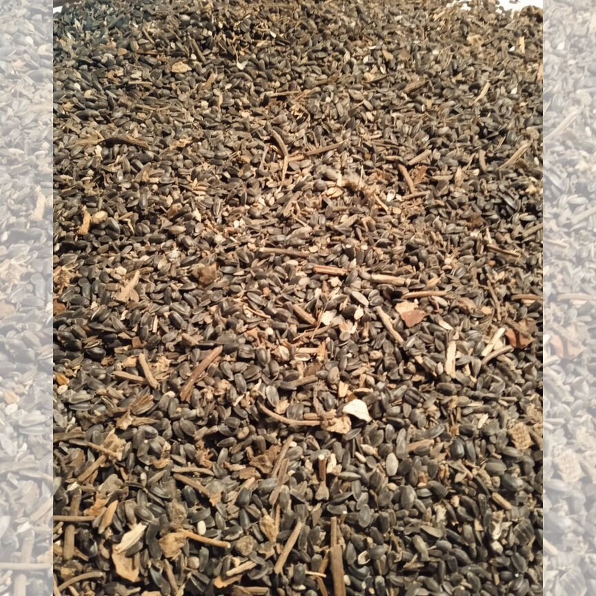 Семечки подсолнечника