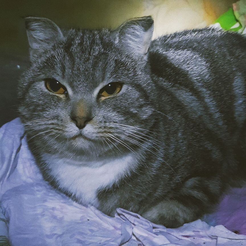 Кот в добрые руки