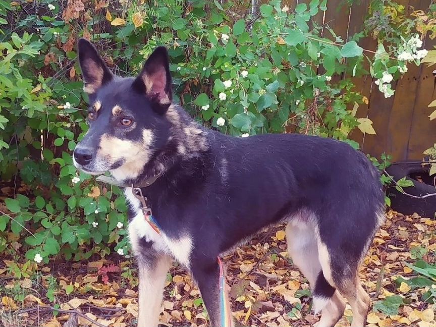 Генри молодой пёс в приюте