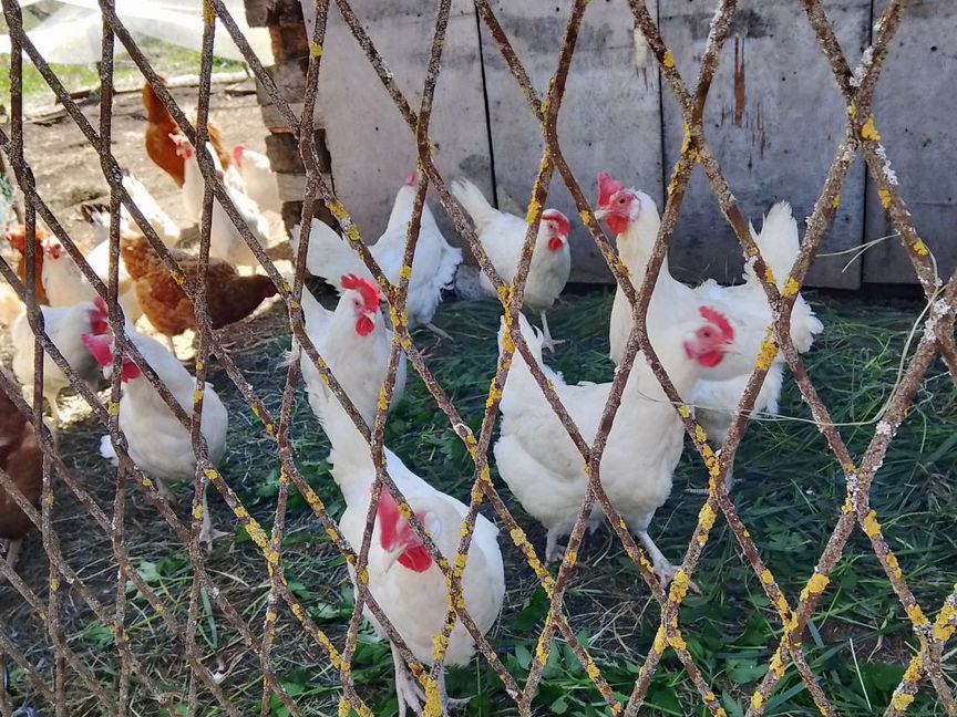 Курицы несушки молодки