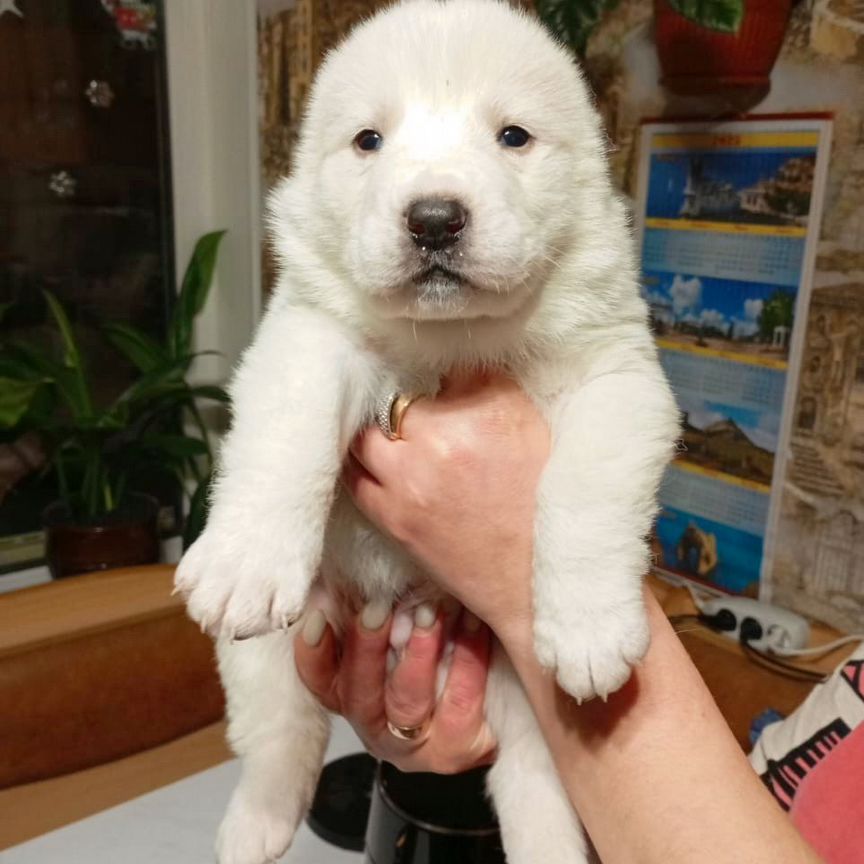 Щенки алабая