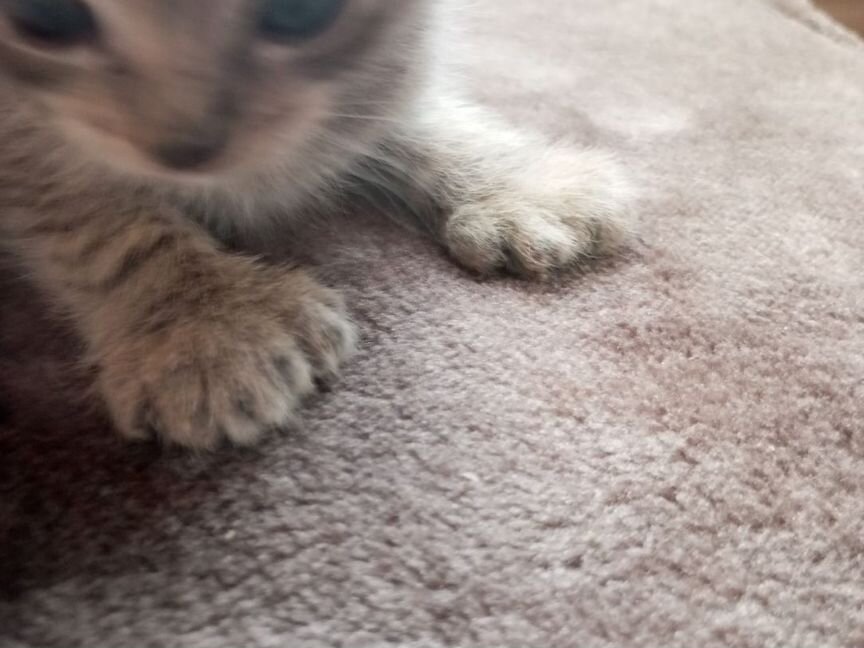 Котята