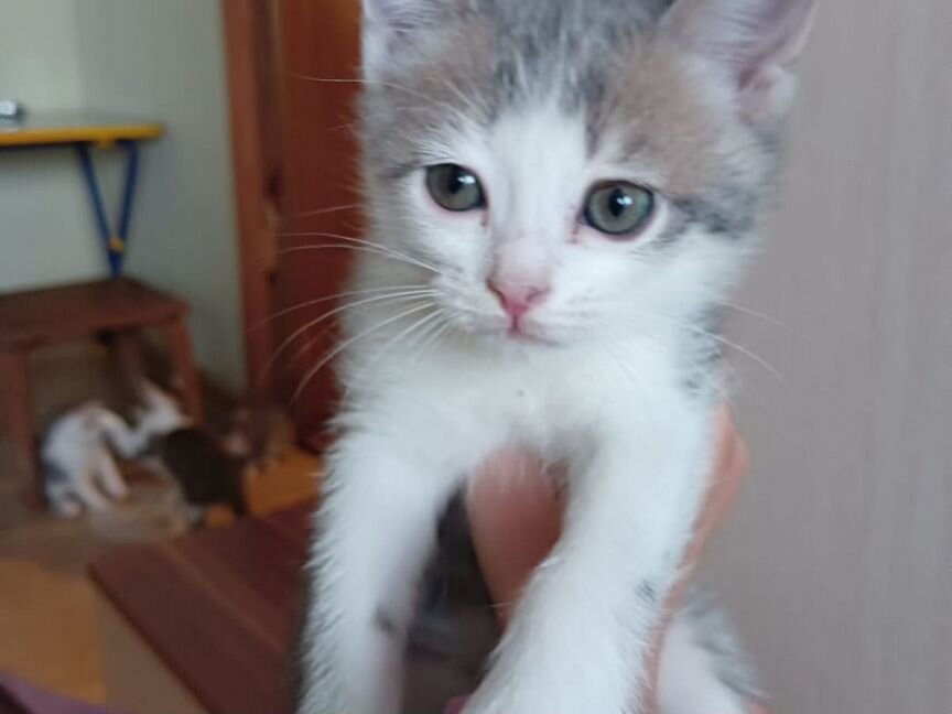 Британские котята