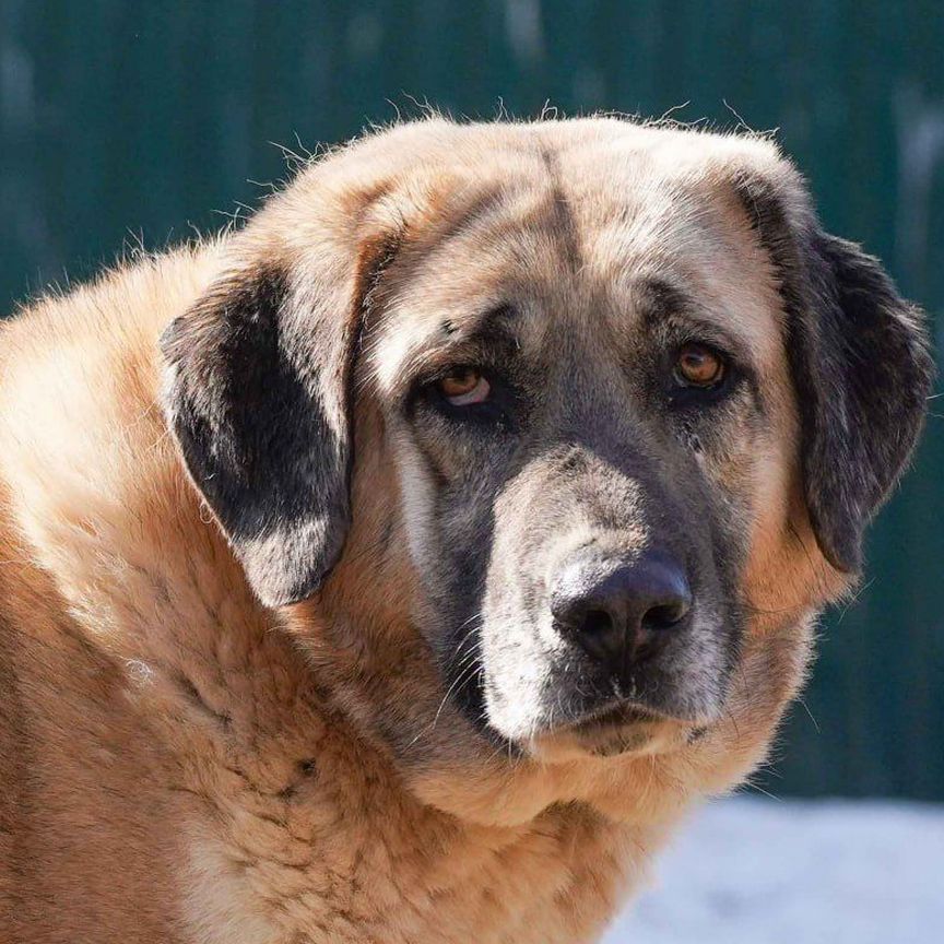 Кангал, взрослая собака