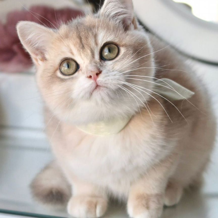 Британский короткошёрстный котёнок
