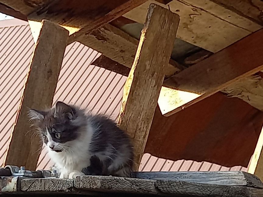 Котята в добрые руки бесплатно