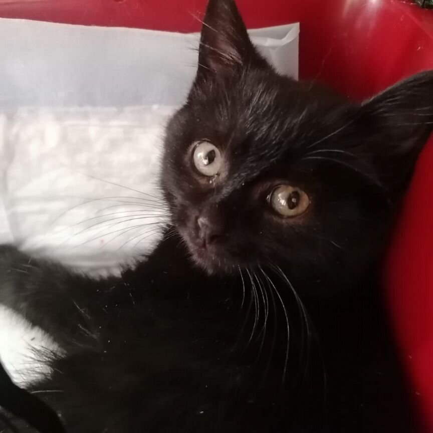 Котенок в добрые руки