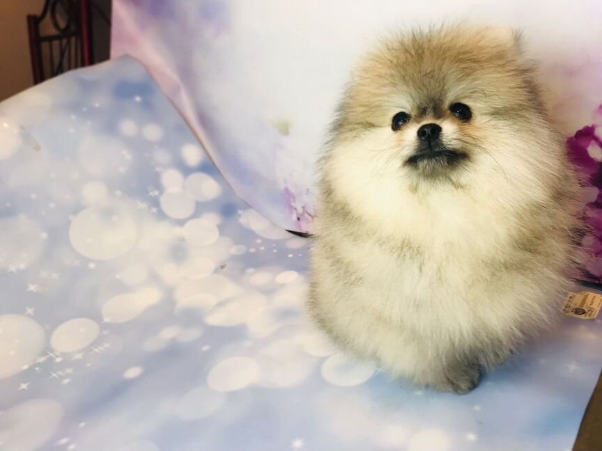 Щенок Померанский шпиц мальчик