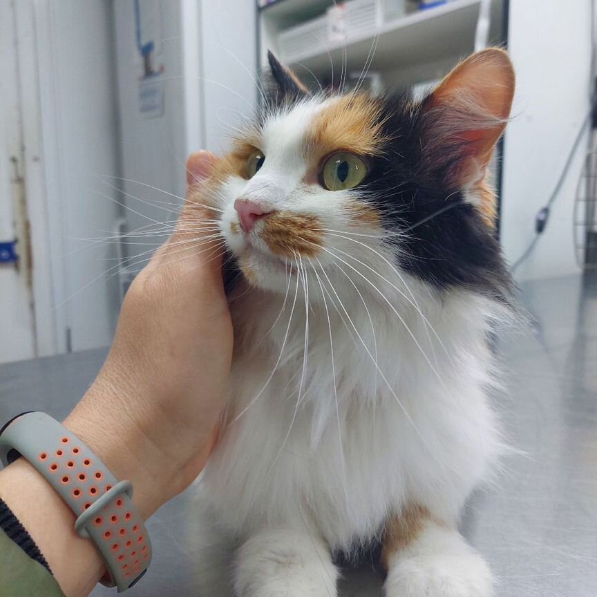 Кошечка Тося ищет любящюю семью