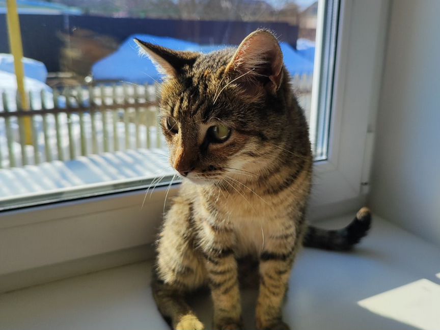 Кошка в дар бесплатно