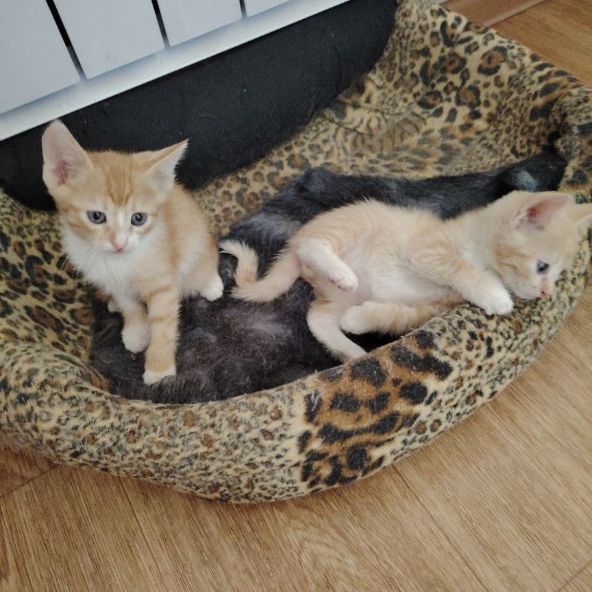 Котята в добрые руки