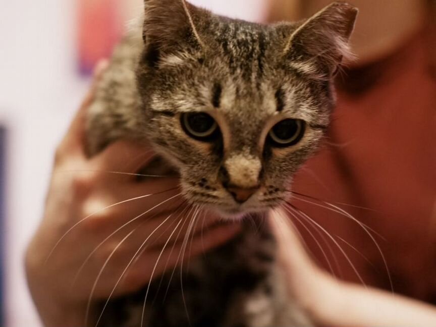Кошка в дар
