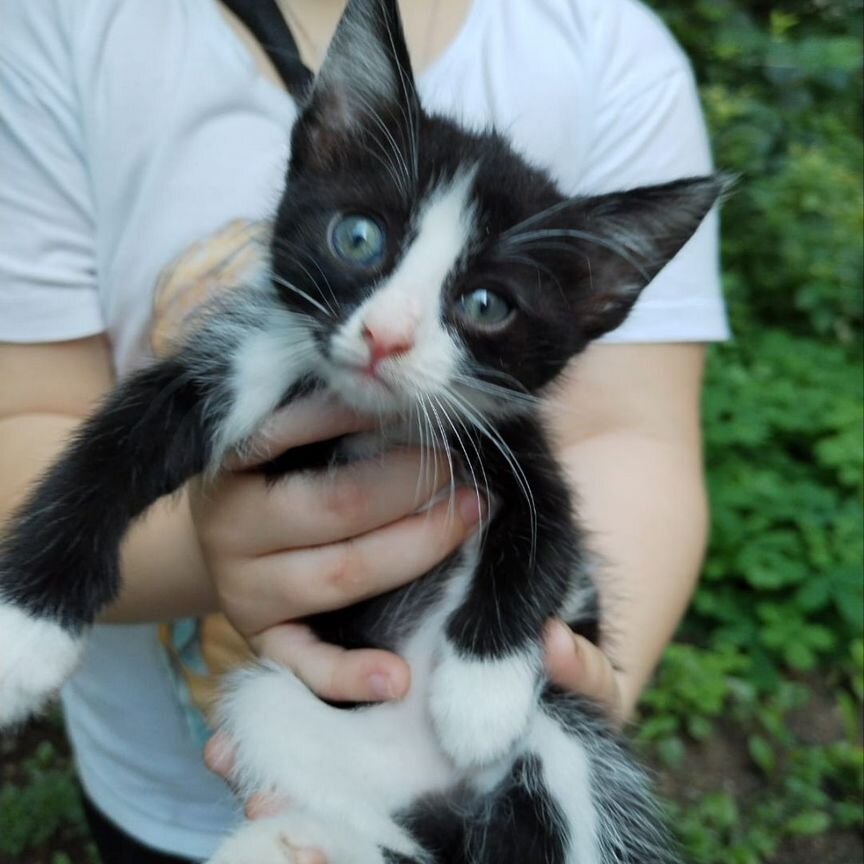 Отдам котят в добрые руки, котятам 2 месяца