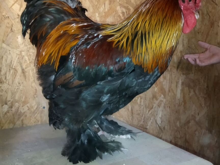 Петух породы Брама куропатчатая