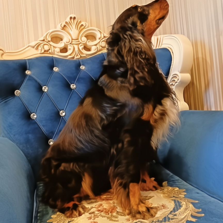 Русский охотничий спаниель, вязка