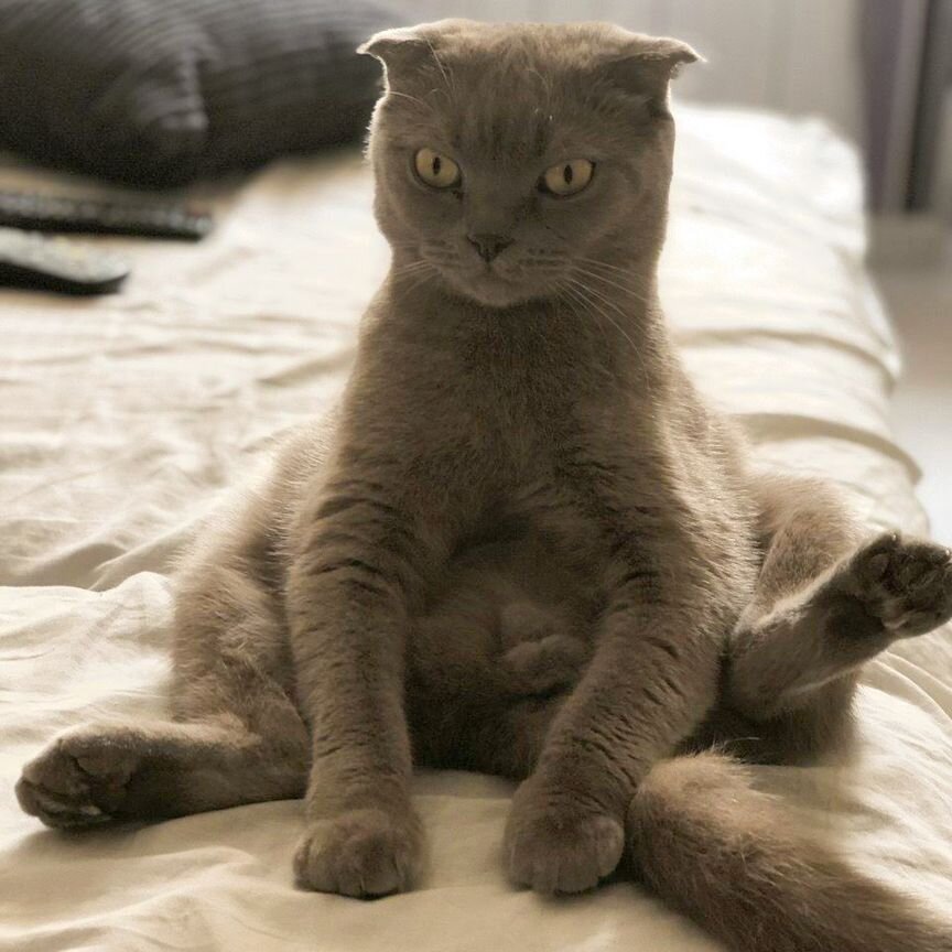 Кот Аркадий