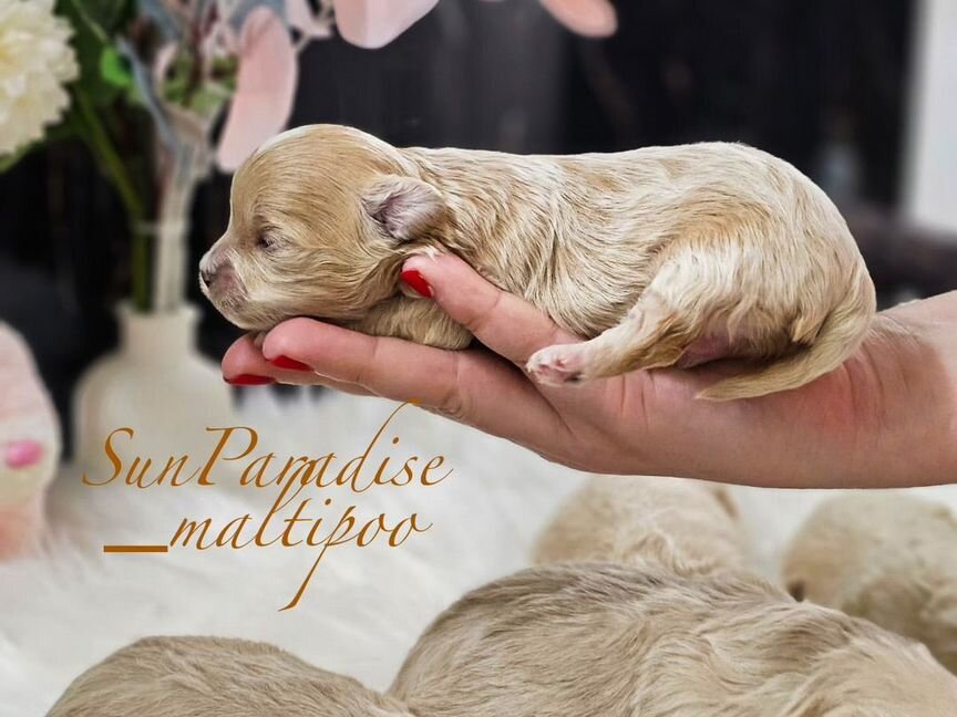 Maltipoo Mini F-1 Крови Корея/ Китай