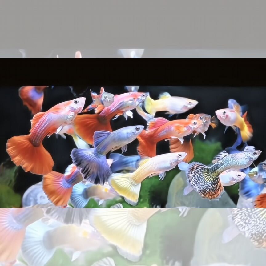 Разные рыбки