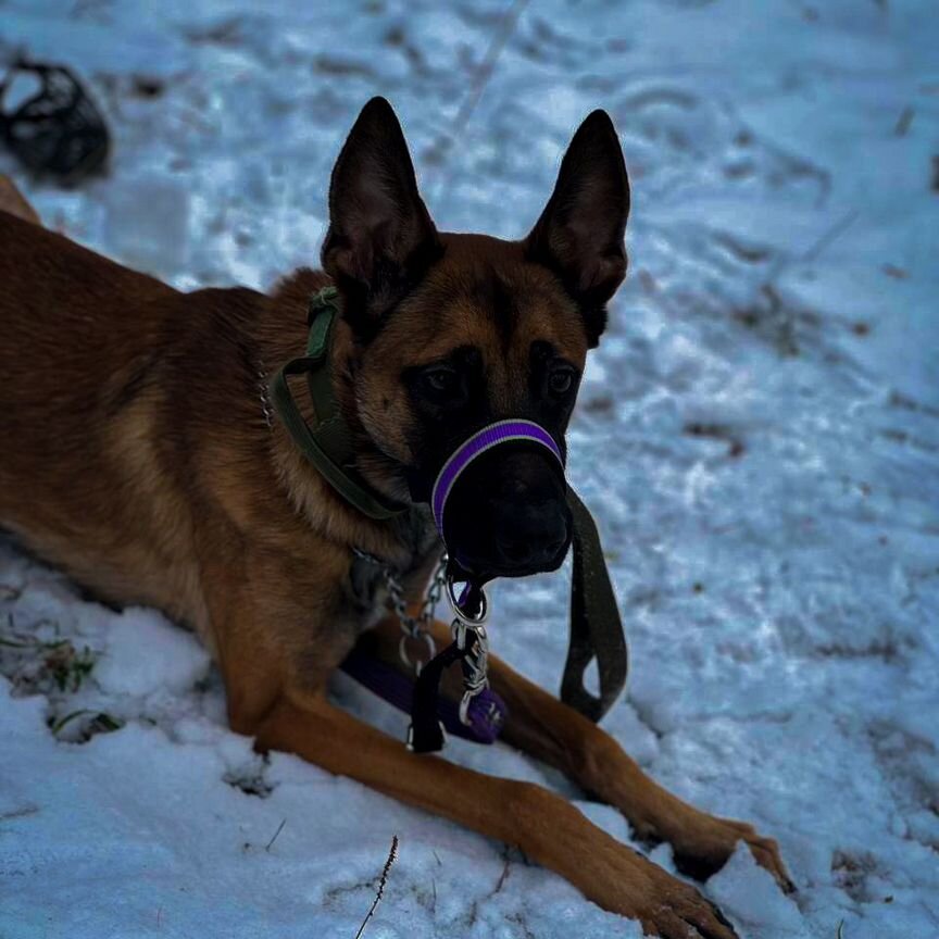 Малинуа в добрые руки