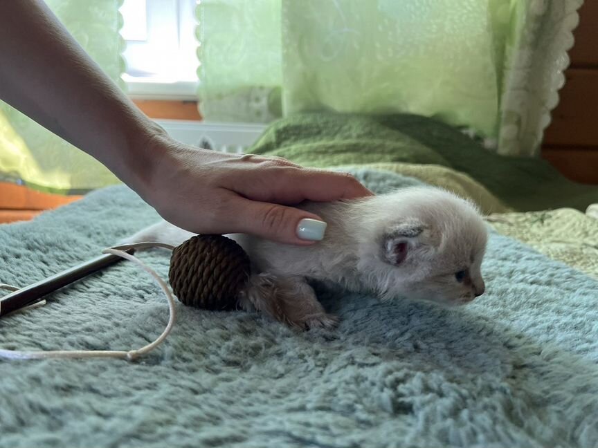 Котята Невской Маскарадной
