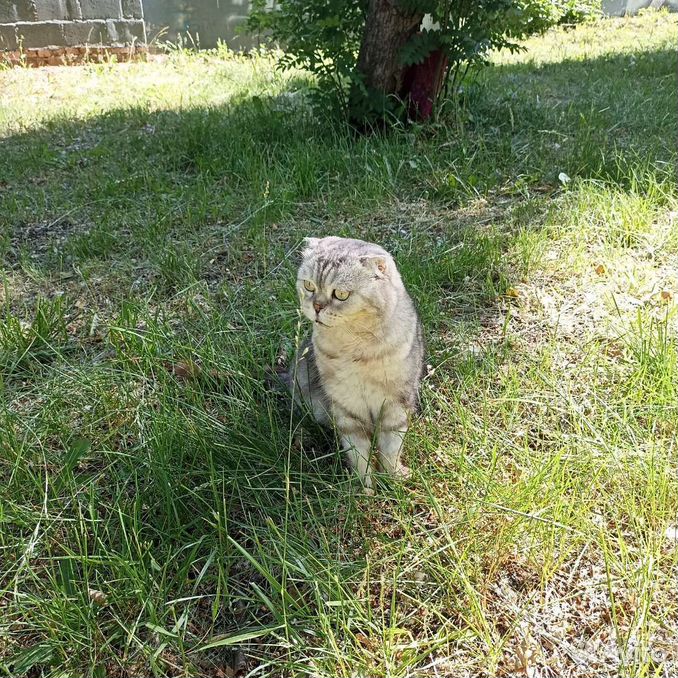 Шотландский вислоухий кот-кастрат