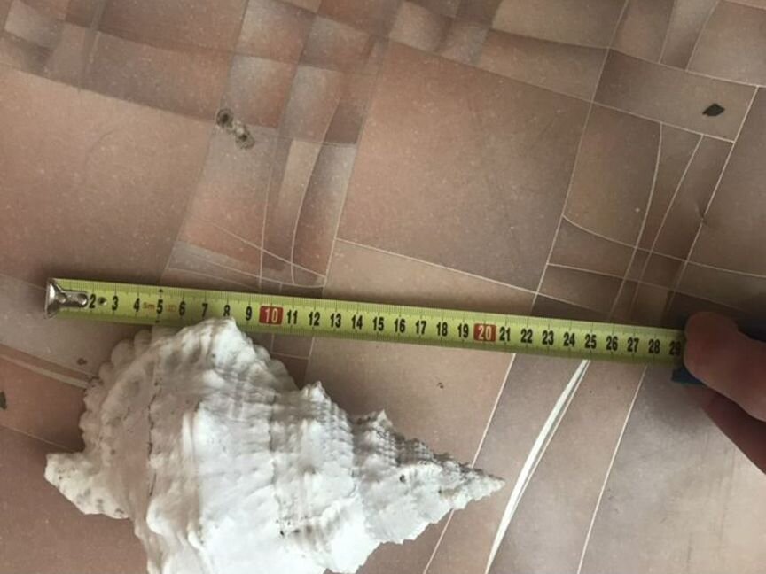 Ракушки для аквариума