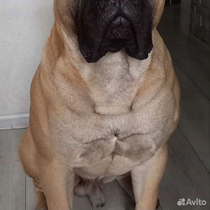 Кобель Бульмастиф на вязку