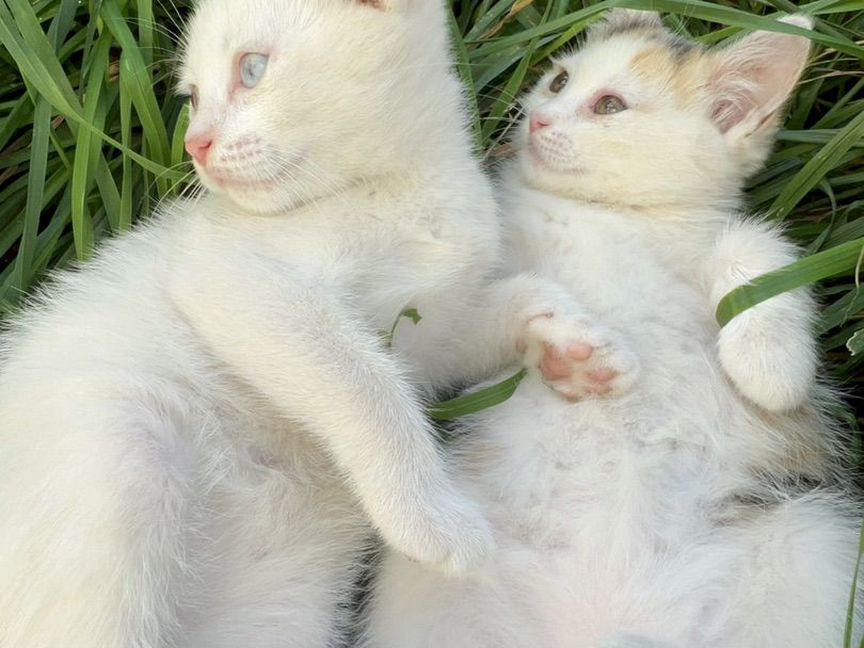 Вислоухие котята