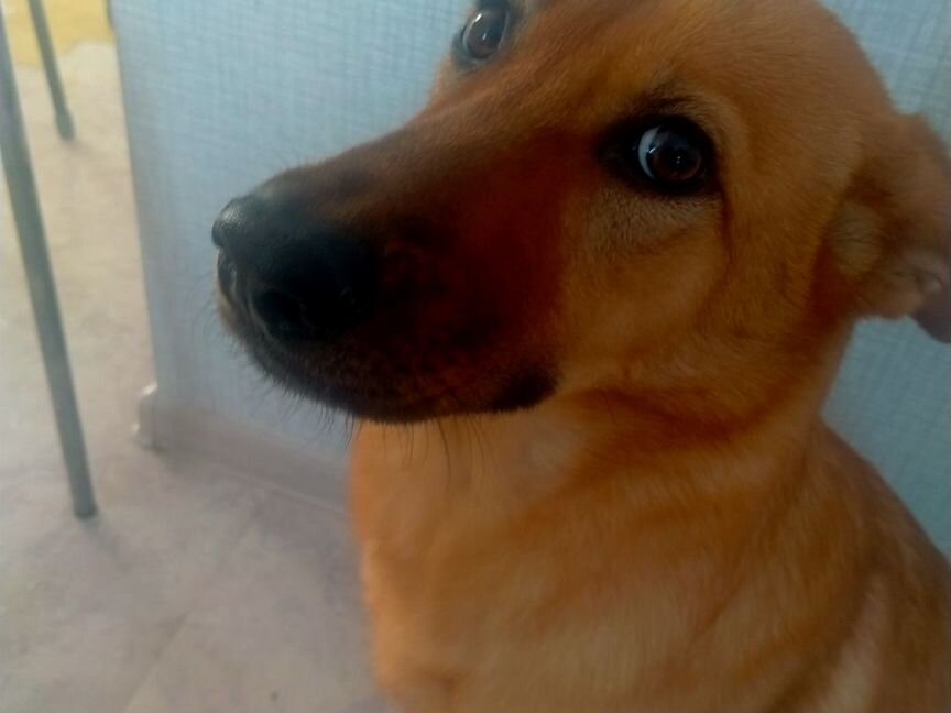 Отдаём собаку 8 месяцев по причине