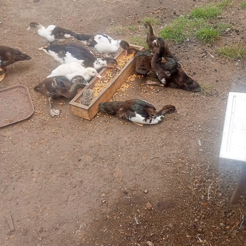 Селезни индоутки